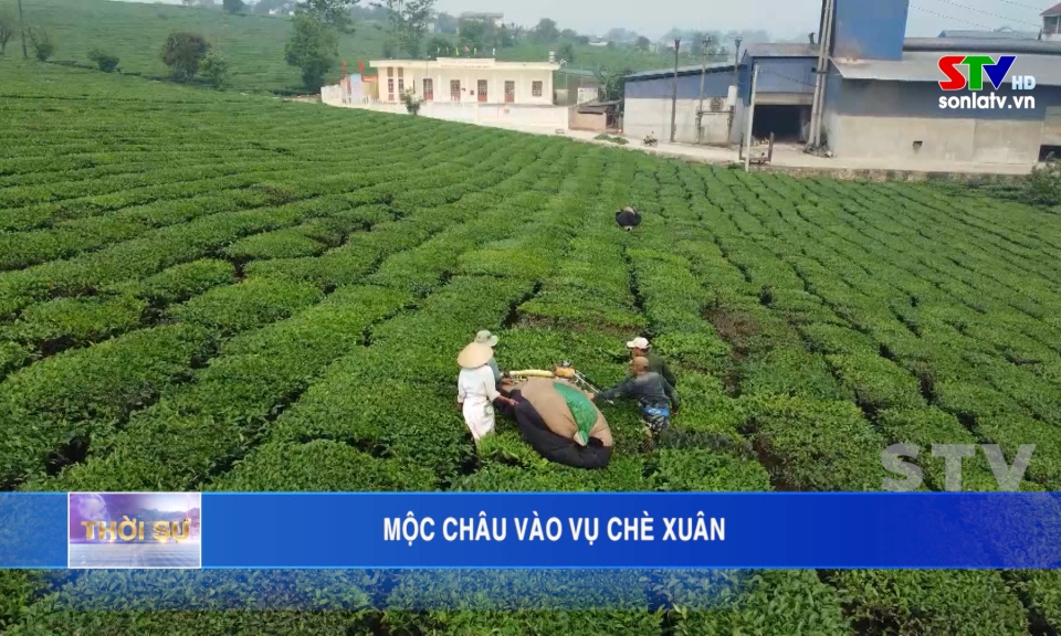 Mộc Châu vào vụ chè xuân - Báo và phát thanh, truyền hình Sơn La