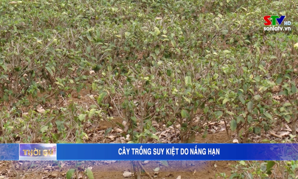 Cây trồng suy kiệt do nắng hạn - Báo và phát thanh, truyền hình Sơn La