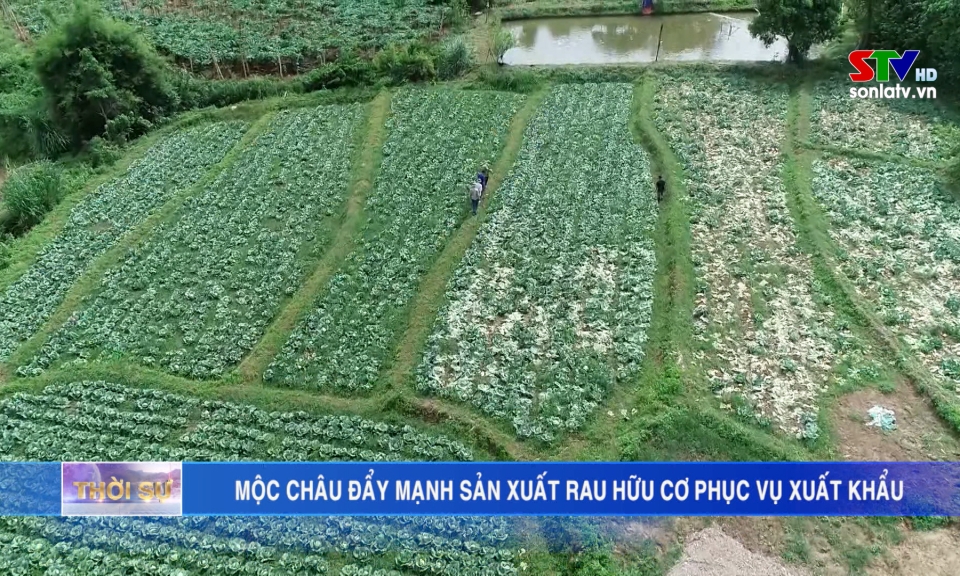 Mộc Châu đẩy mạnh sản xuất rau hữu cơ phục vụ xuất khẩu - Báo và phát thanh, truyền hình Sơn La