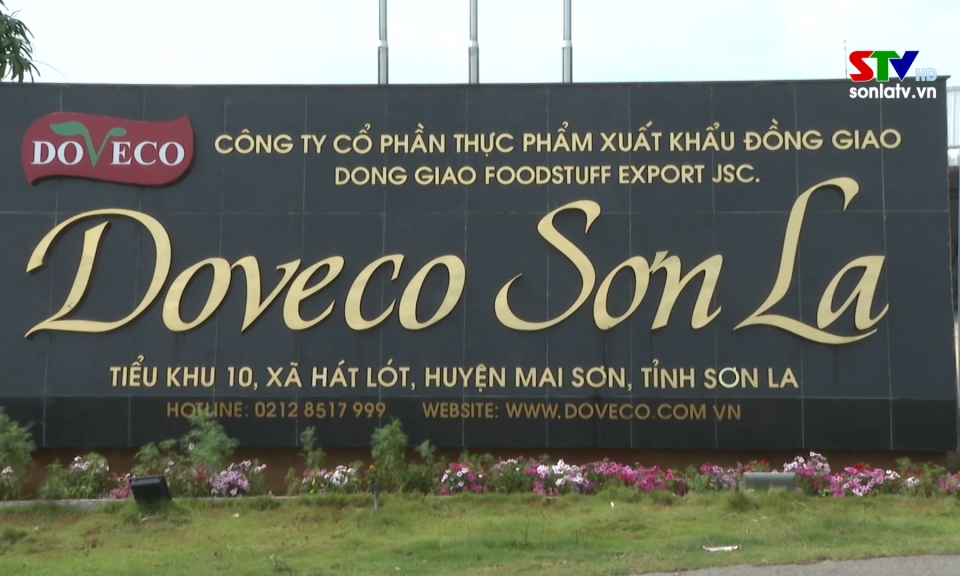 DOVECO Sơn La khánh thành dây chuyền đồ hộp giấy dành cho rau quả - Báo ...